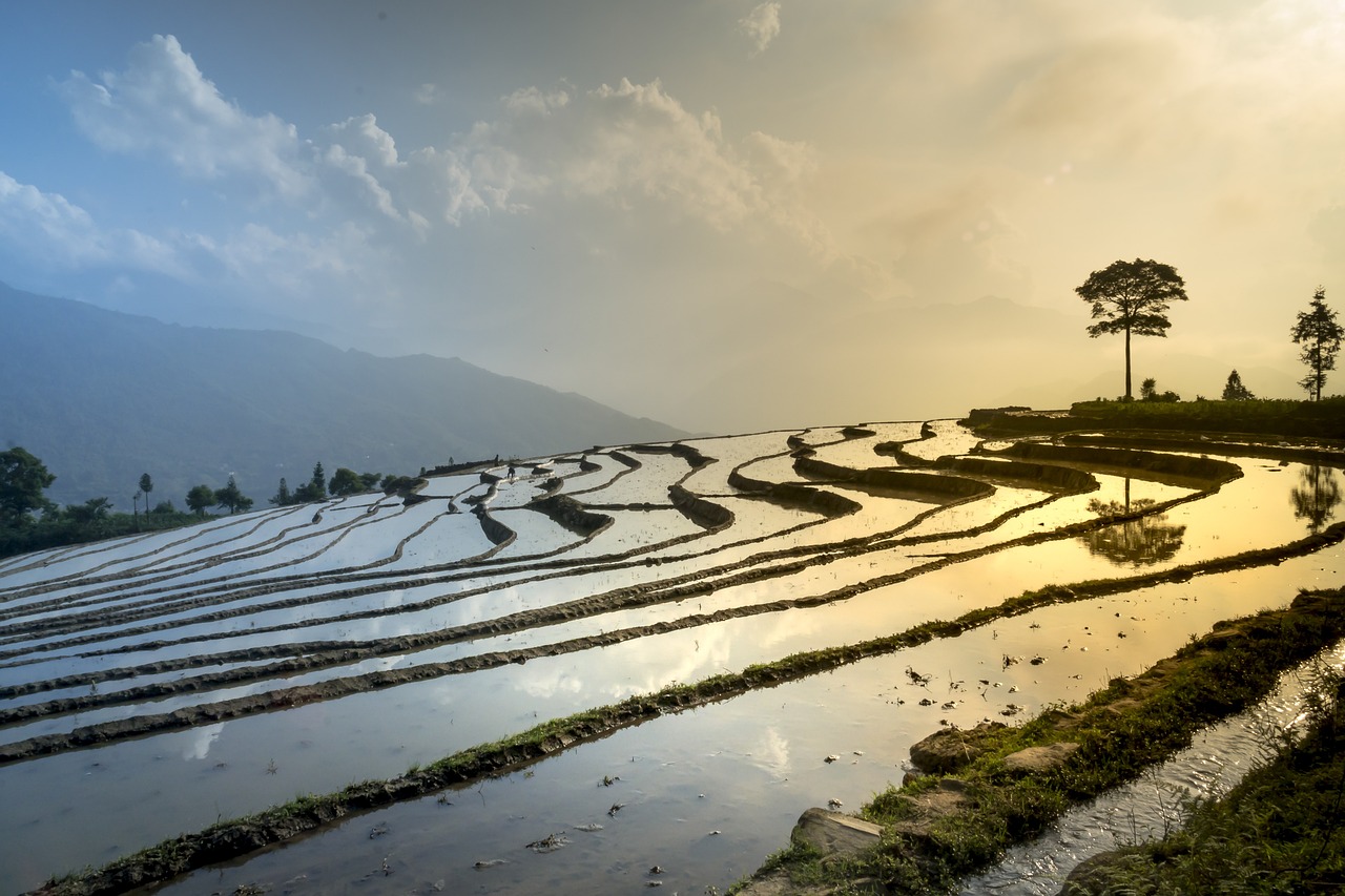 Rice Cultivation Process Step by Step